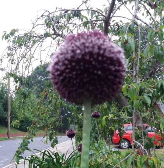 Allium Forelock - Anglia Bulb Company