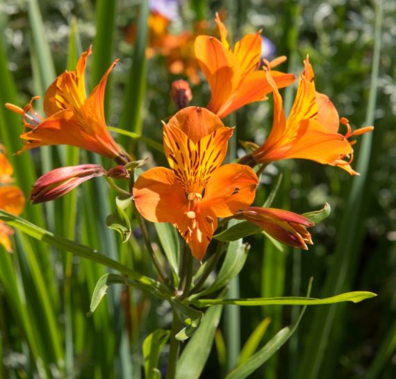 Buy Alstroemeria Orange King | Anglia Bulb Company