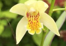 Bletilla - Anglia Bulb Company