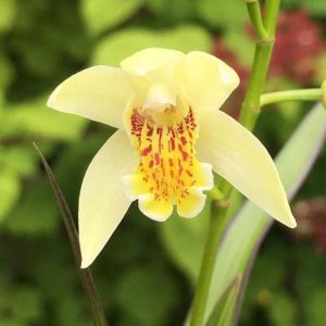 Bletilla Striata Yellow - Anglia Bulb Company