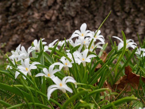 Chionodoxa Luciliae Alba - Anglia Bulb Company