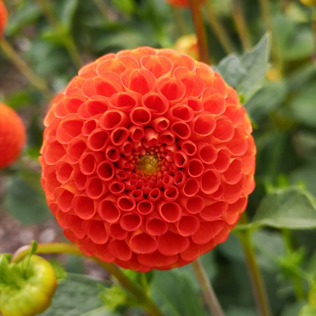 Dahlia Bantling - Anglia Bulb Company