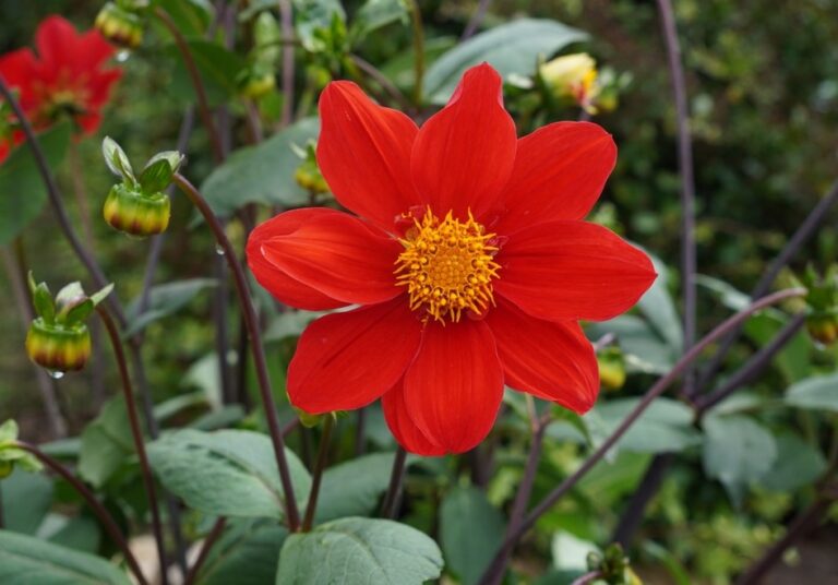 Dahlia Reddy (low Growing) - Anglia Bulb Company