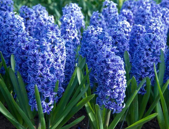 Hyacinth Blue Jacket - Anglia Bulb Company
