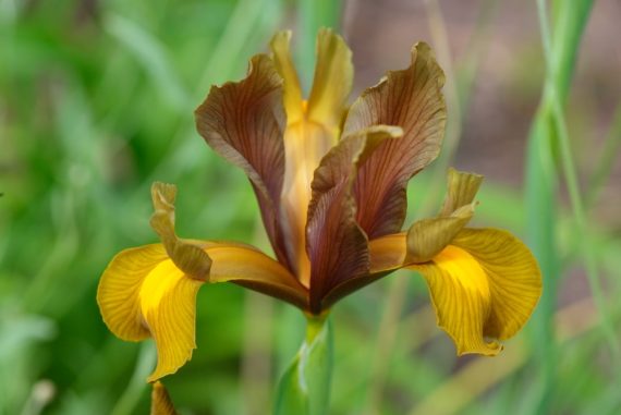 Iris Autumn Princess - Anglia Bulb Company