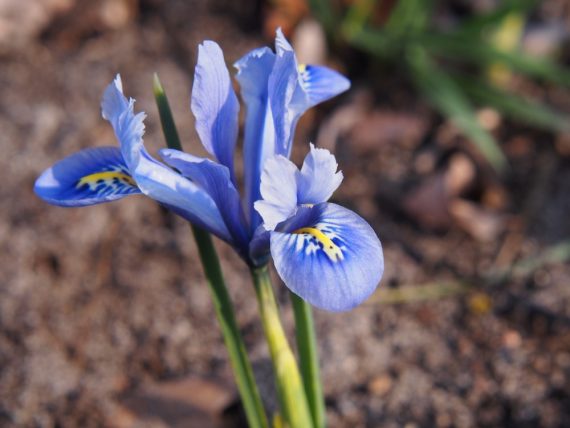 Iris Reticulata Alida - Anglia Bulb Company