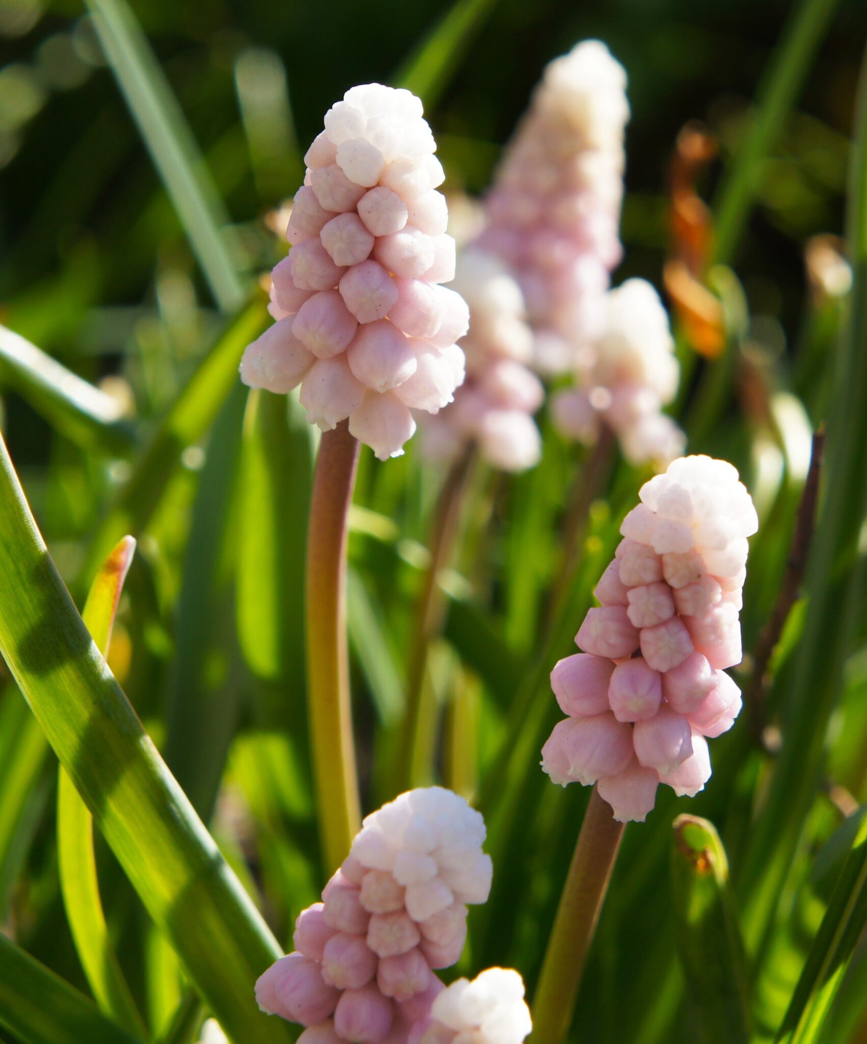 Muscari Pink Sunrise - Anglia Bulb Company