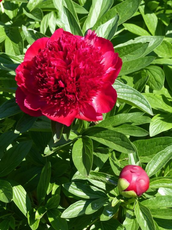 Paeonia - Peony Red Magic - Anglia Bulb Company