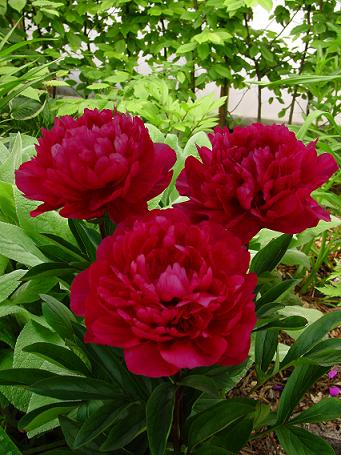 Paeonia - Peony Red Magic - Anglia Bulb Company