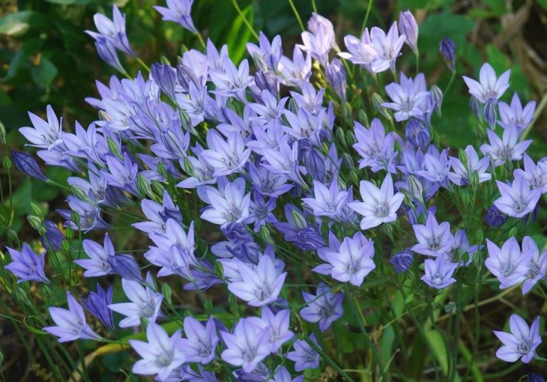 Triteleia Queen Fabiola - Anglia Bulb Company