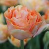 Tulip Charming Beauty - Anglia Bulb Company