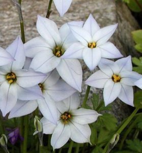 Ipheion White Star - Anglia Bulb Company