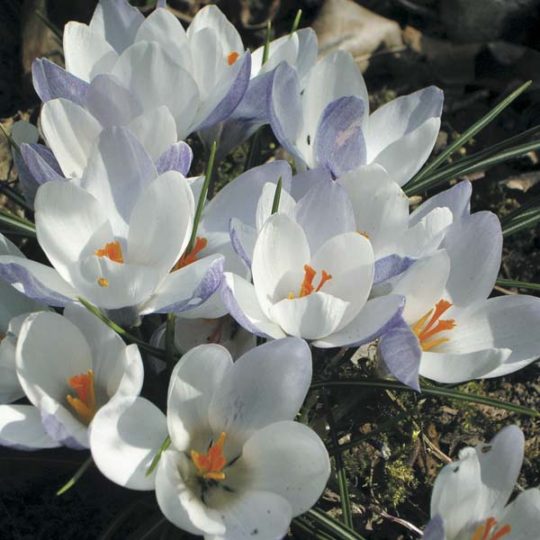 Crocus Blue Pearl - Anglia Bulb Company