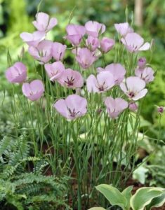 Calochortus - Anglia Bulb Company