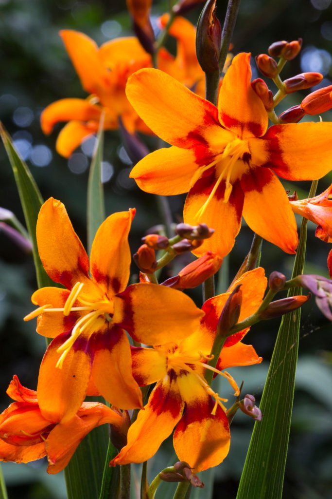 Crocosmia - Anglia Bulb Company