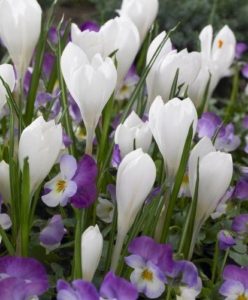 Crocus - Anglia Bulb Company