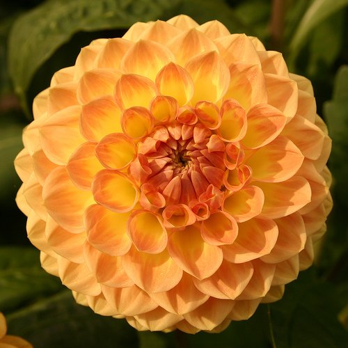 Dahlia Sylvia - Anglia Bulb Company