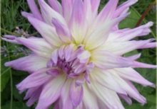 Dahlia Vulcan - Anglia Bulb Company