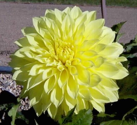 Dahlia Kelvin Floodlight - Anglia Bulb Company