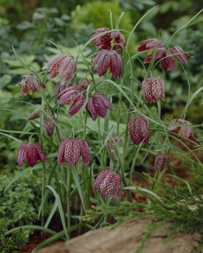 Fritillaria Meleagris - Anglia Bulb Company