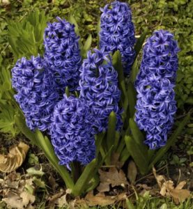 Hyacinth Blue Jacket - Anglia Bulb Company
