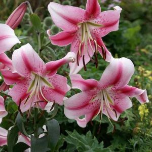 Lilium Anastasia (tree lily) - Anglia Bulb Company