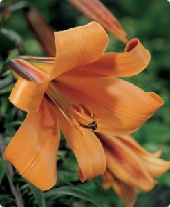 Lilium African Queen - Anglia Bulb Company
