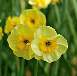 Narcissus Sun Disc - Anglia Bulb Company