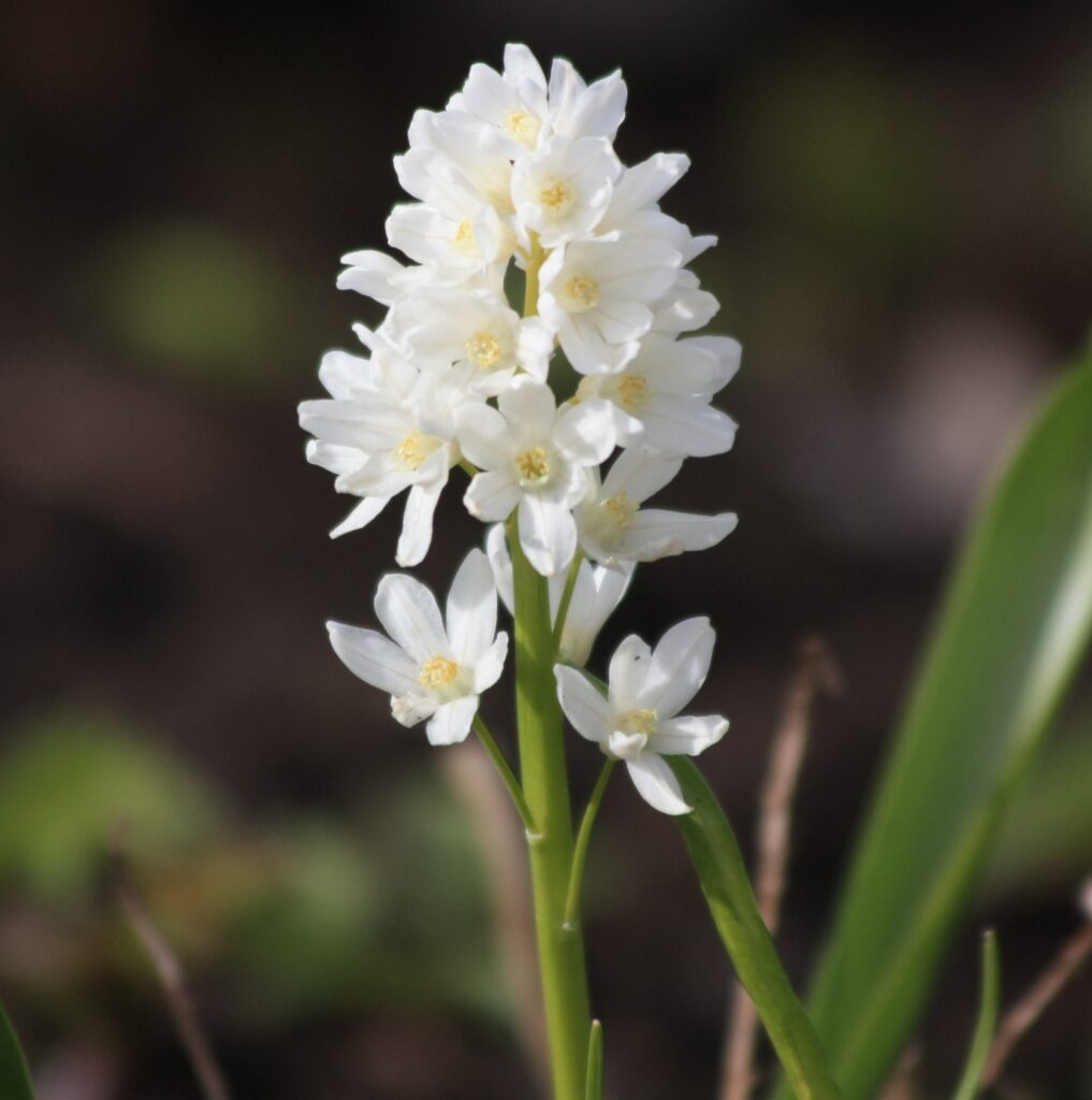 Puschkinia Libanotica Alba - Anglia Bulb Company