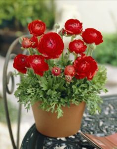 Ranunculus Asiaticus Red - Anglia Bulb Company