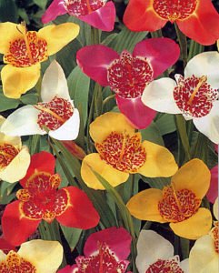 Tigridia - Anglia Bulb Company