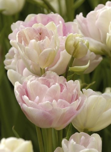 Tulip Angelique - Buy your Quality Bulbs From the Anglia Bulb Company