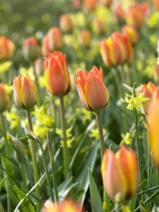 Tulip Cape Cod - Anglia Bulb Company