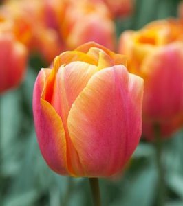 Tulip Jimmy - Anglia Bulb Company