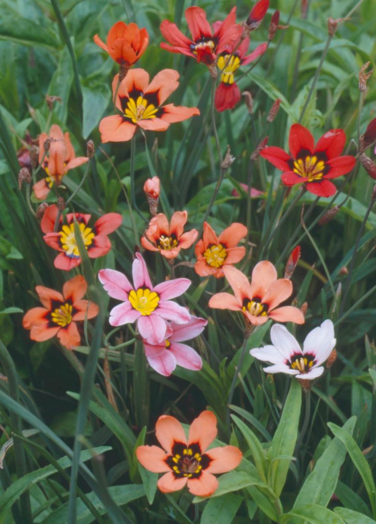 Sparaxis - Anglia Bulb Company