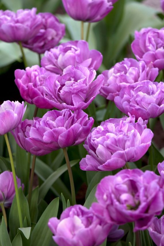 Tulip Blue Diamond - Anglia Bulb Company