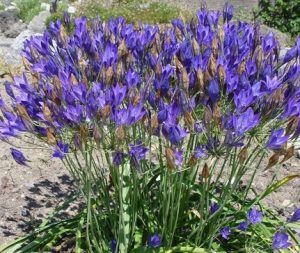 Triteleia - Anglia Bulb Company