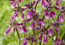 Dichelostemma - Anglia Bulb Company