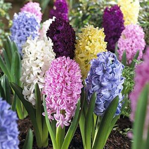 Hyacinth Mix - Anglia Bulb Company