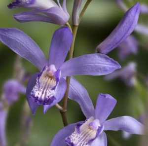 Bletilla Striata Blue - Anglia Bulb Company