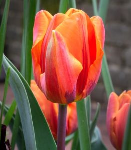 Tulip Hermitage - Anglia Bulb Company