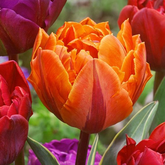 Tulip Orange Princess - Anglia Bulb Company