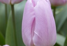 Tulips - Anglia Bulb Company