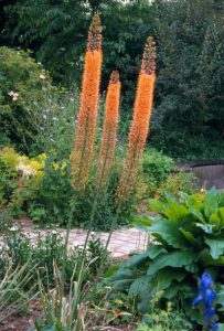 - Anglia Bulb Company