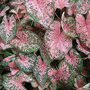 Caladium Pink Beauty - Anglia Bulb Company