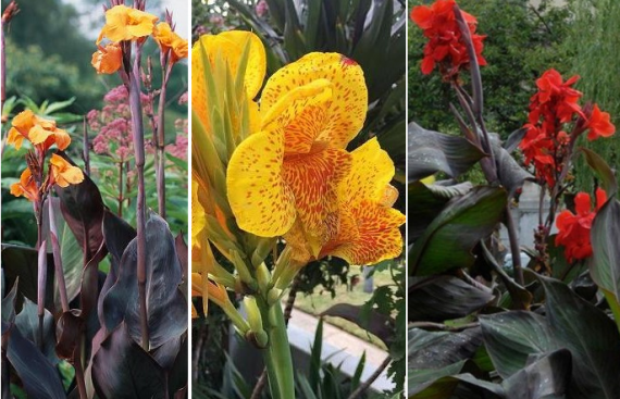 Canna Mix - Anglia Bulb Company