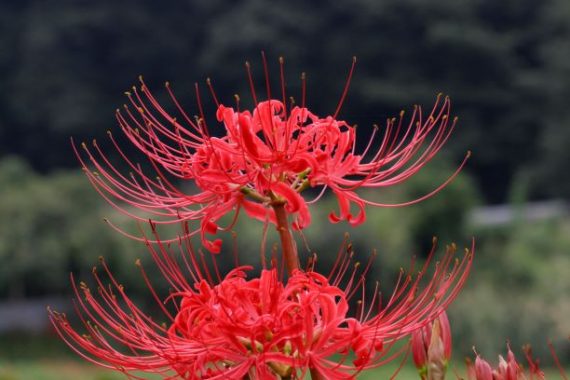 Lycoris Radiata - Quality Bulbs - Anglia Bulb Company