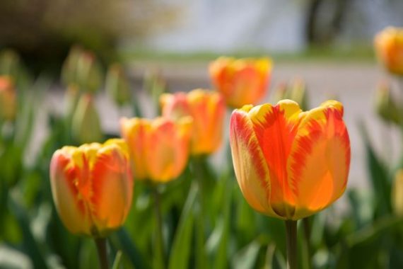 Tulip Banja Luka - Anglia Bulb Company