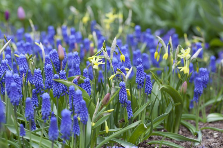 Muscari Superstar (grape hyacinths) - Anglia Bulb Company