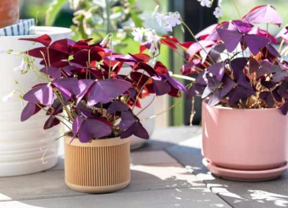 Oxalis Triangularis - Anglia Bulb Company